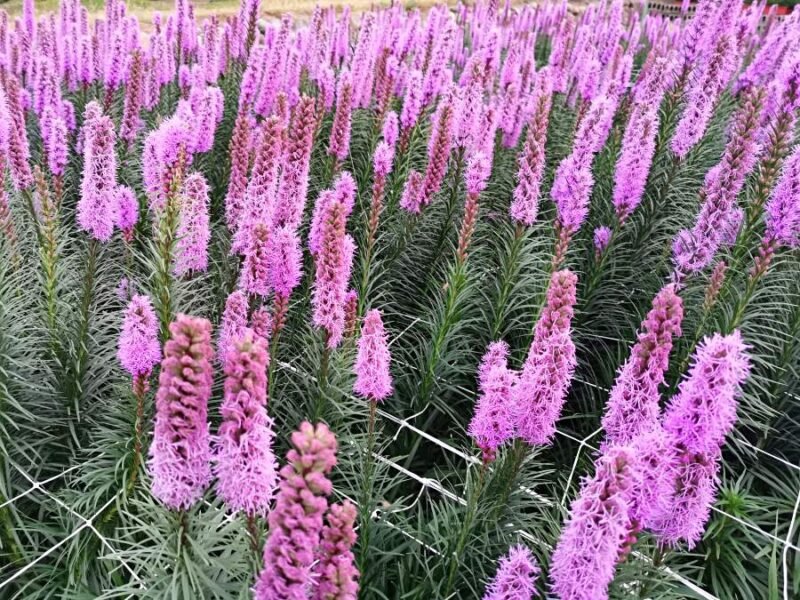 Chung-she Flower Market [ Zhongshe ], Taichung, Taiwan